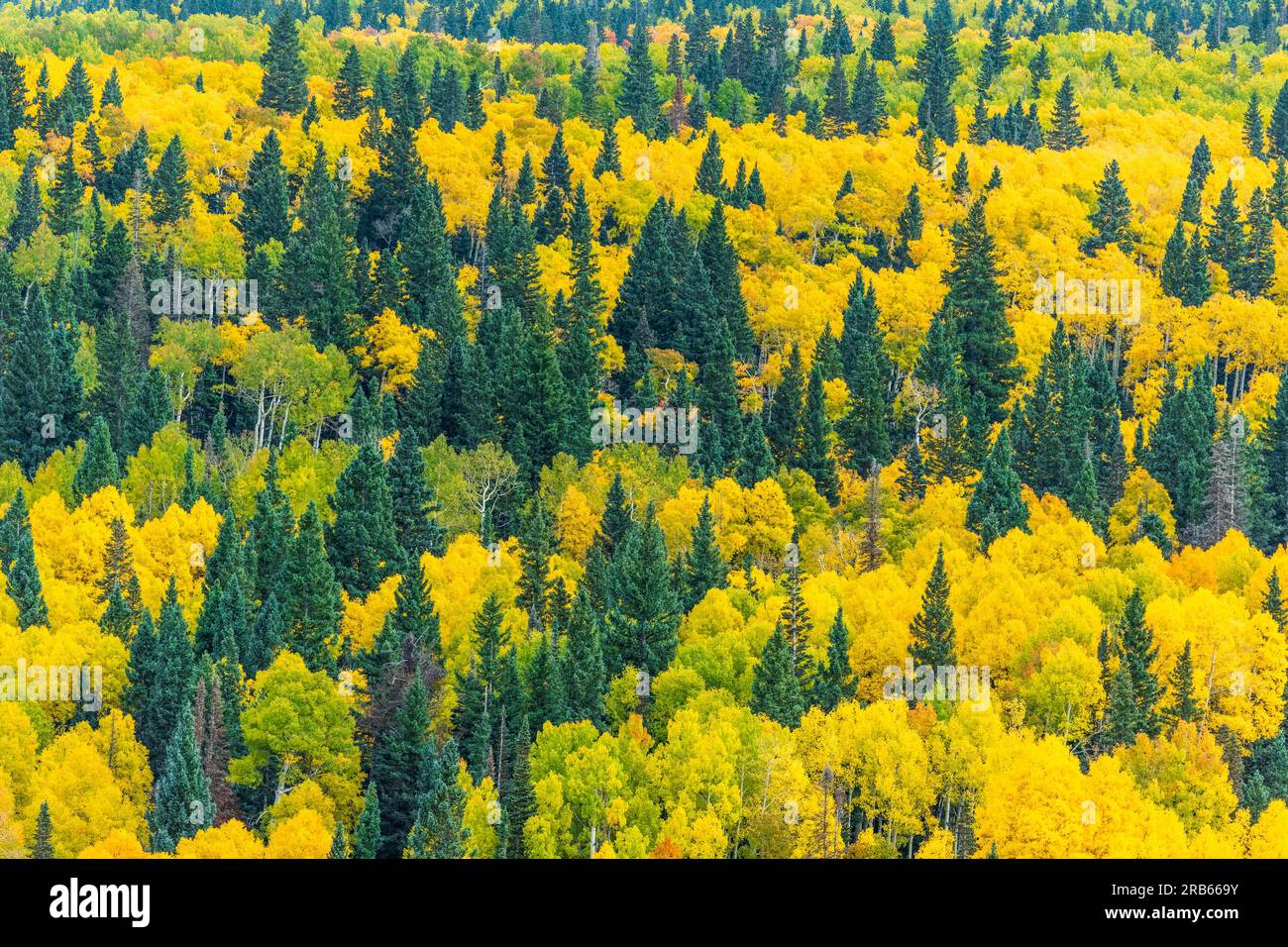 Autumn color in Aspen Trees near Telluride, Colorado Stock Photo - Alamy