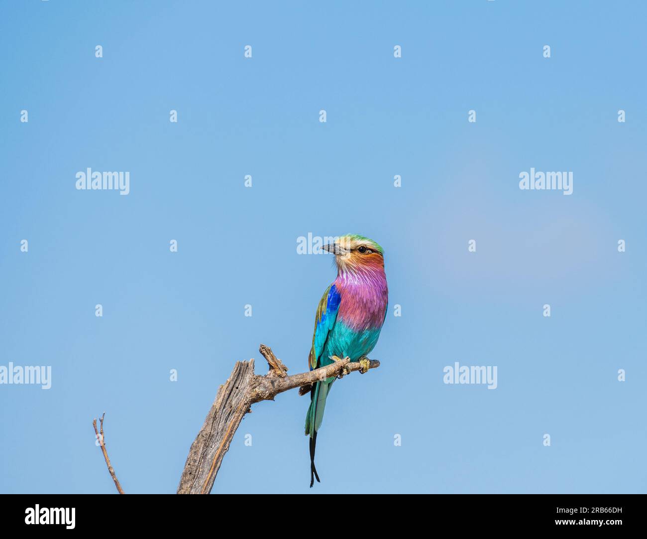 Mashatu euphorbia game reserve hi-res stock photography and images - Alamy