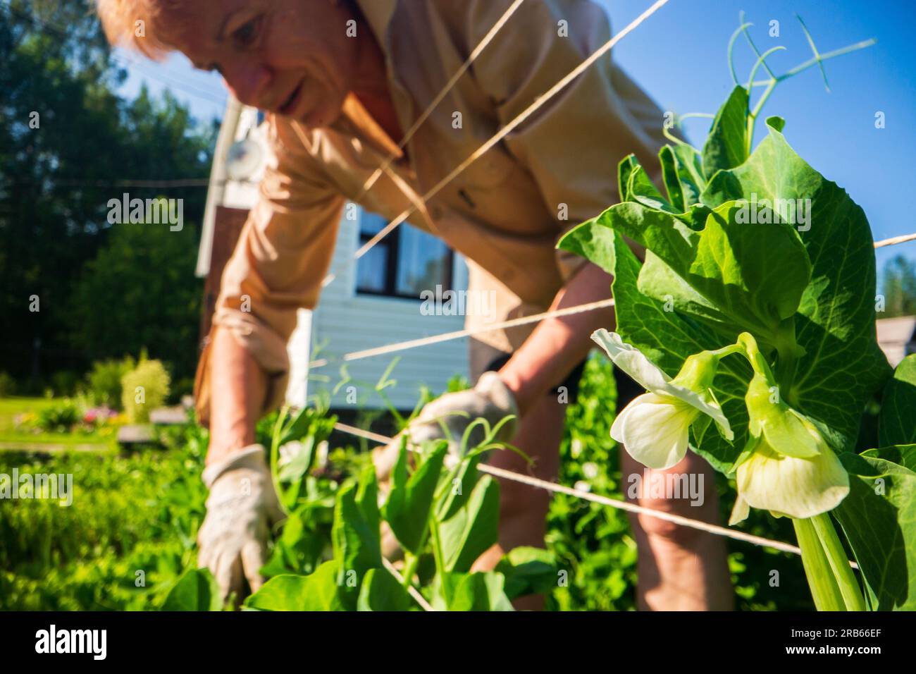 The farmer takes care of the plants in the vegetable garden on the farm ...