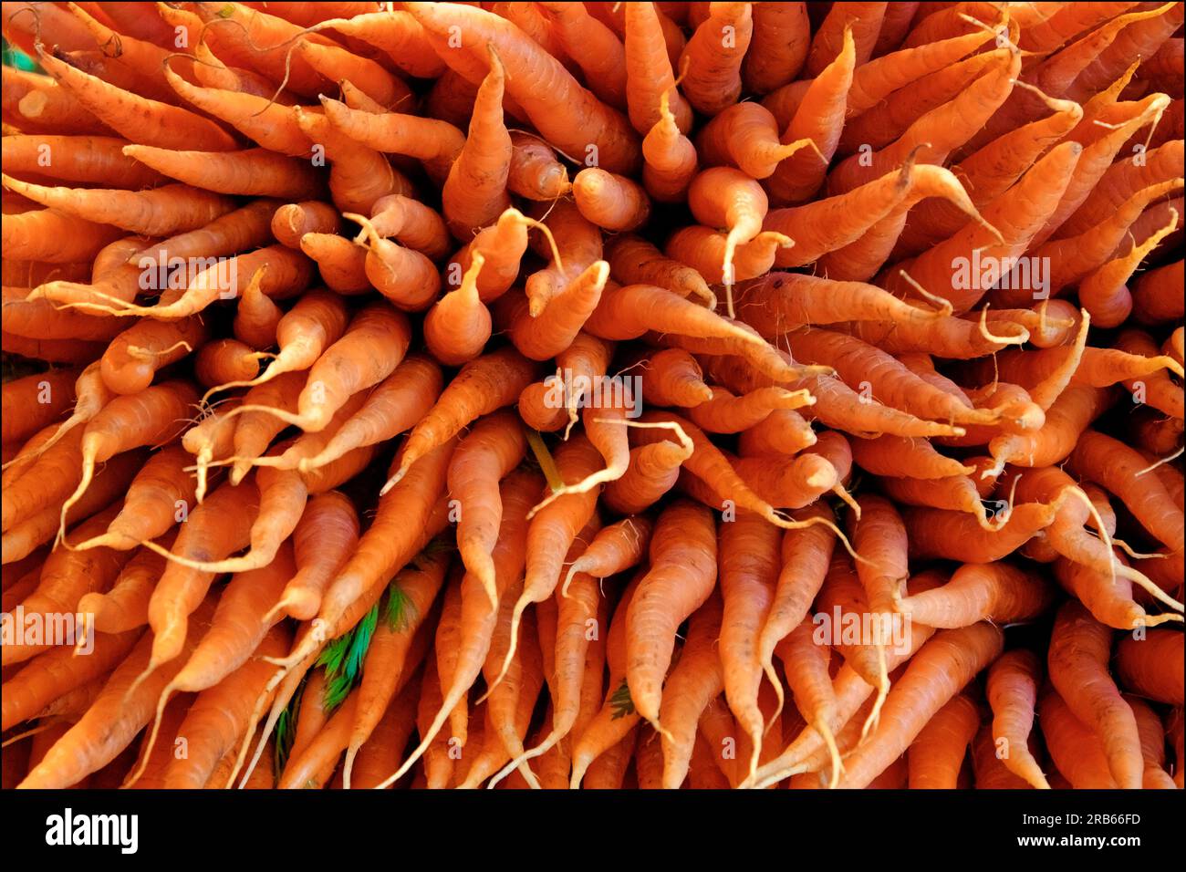 A bunch of carrots stacked upon each other Stock Photo - Alamy