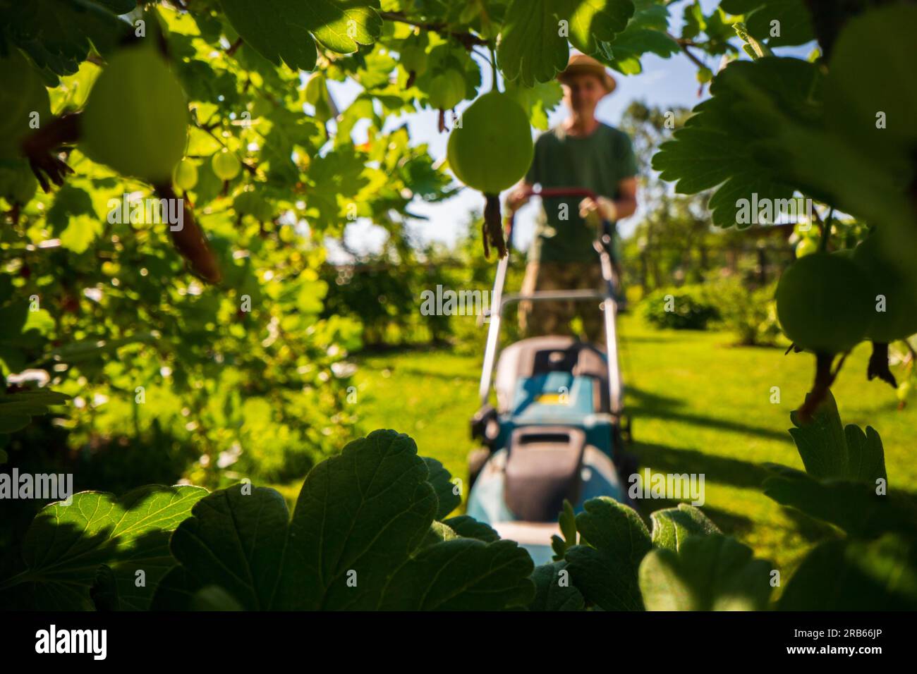 Lawn mover on green grass in modern garden or backyard. Machine for ...