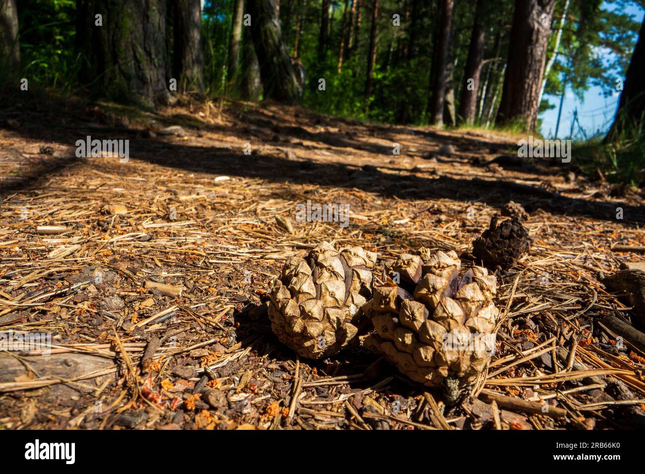 Bump close-up on the ground in the forest. Beautiful natural landscape ...