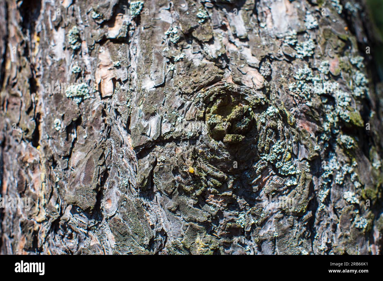 Relief texture of tree old bark close-up in the forest. Natural ...