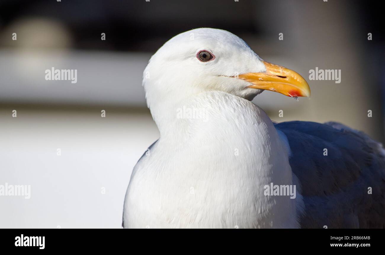 Profile of a seagull hi-res stock photography and images - Alamy