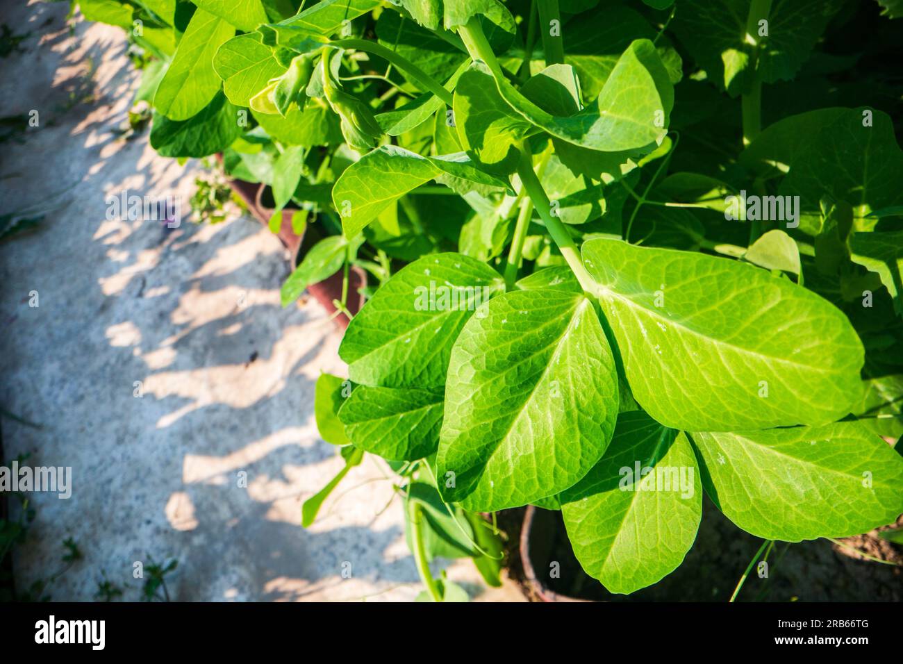 Stem and leaves of pea close-up in the farm. Green fresh natural food ...