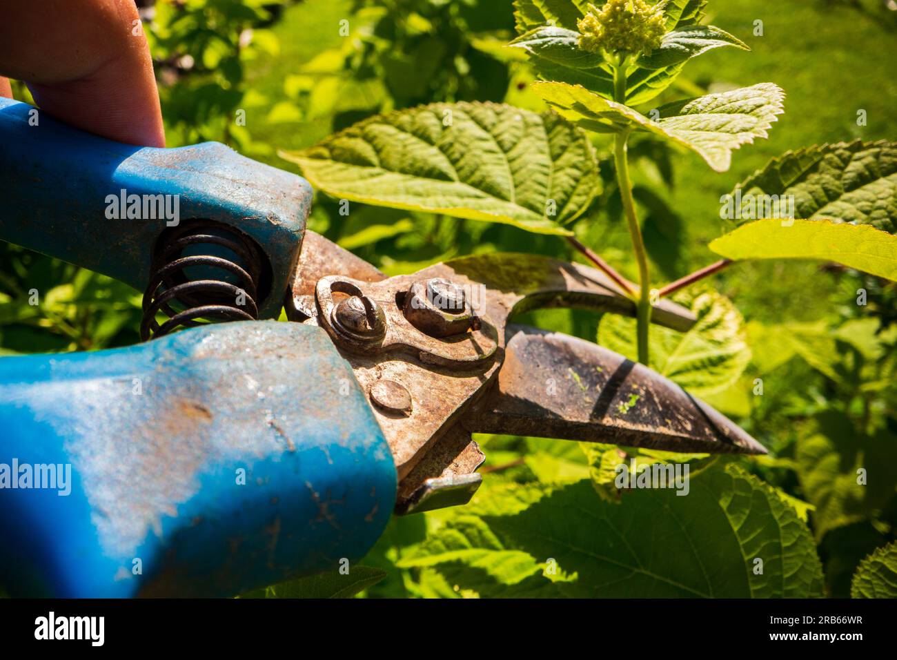 Farmer hands who make pruning of bushes with secateurs. Gardening Tools ...