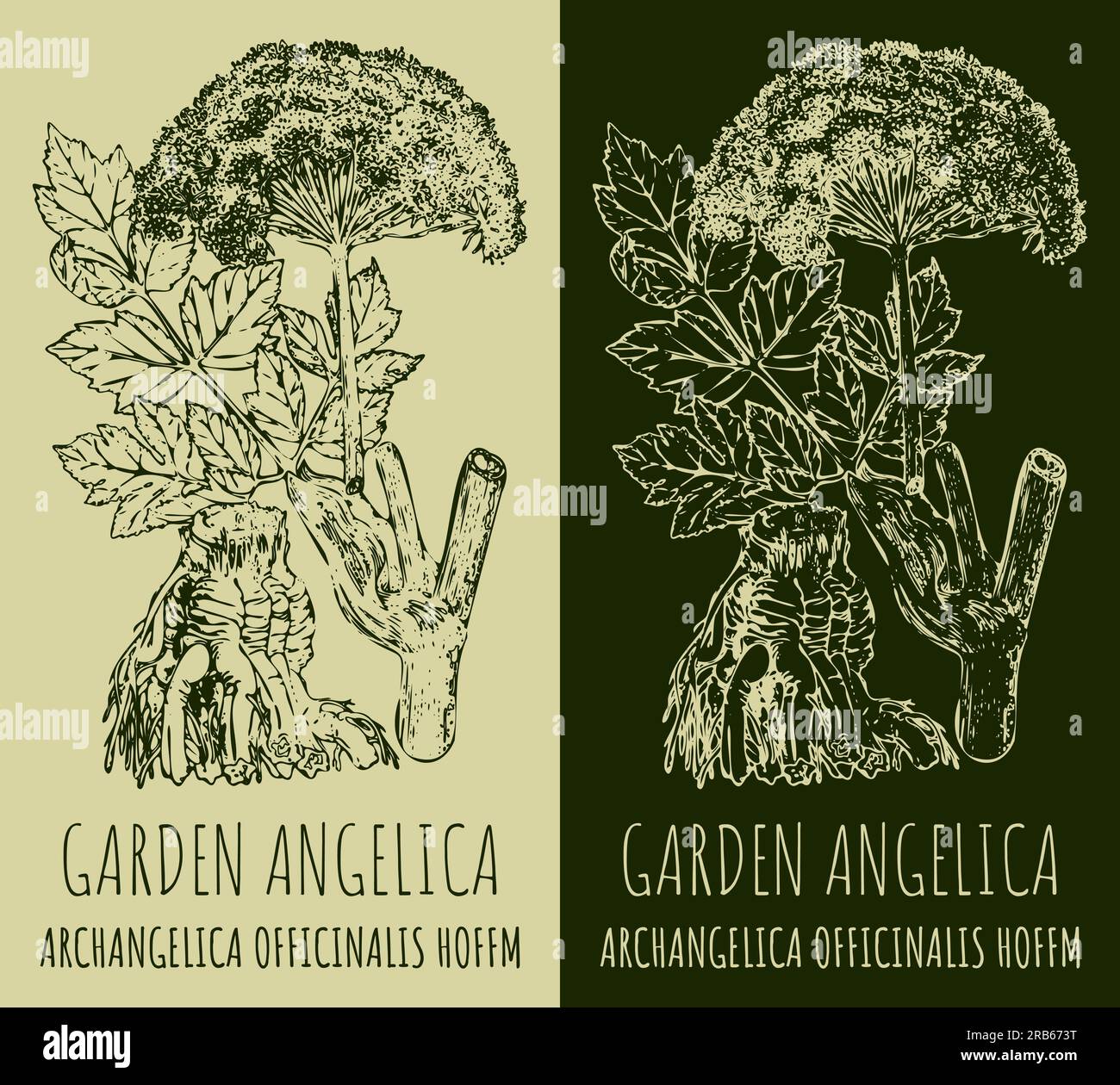 Vector drawing GARDEN ANGELICA . Hand drawn illustration. The Latin ...