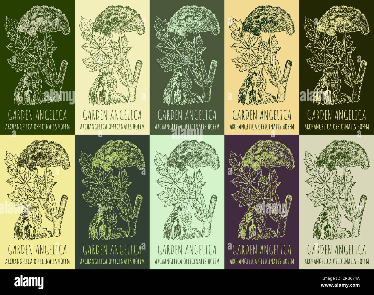 Set of vector drawing GARDEN ANGELICA in various colors. Hand drawn ...