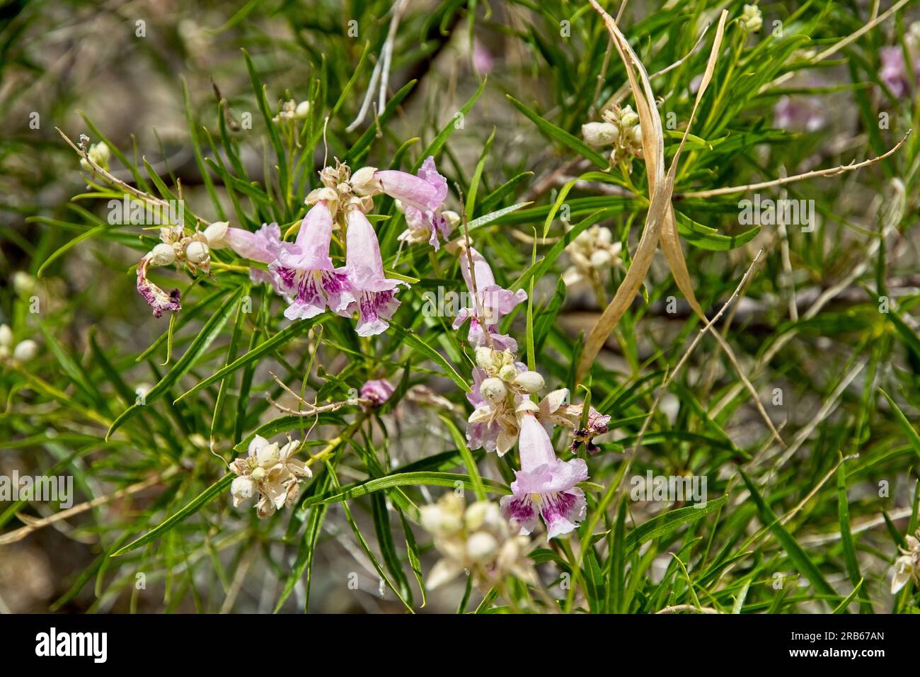 Desert in bloom hi-res stock photography and images - Alamy