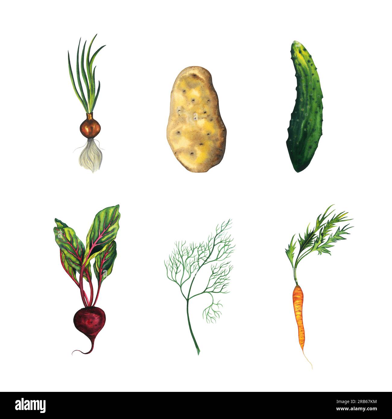 Watercolor vegetables set with carrot, beetroot, green onion, potato ...