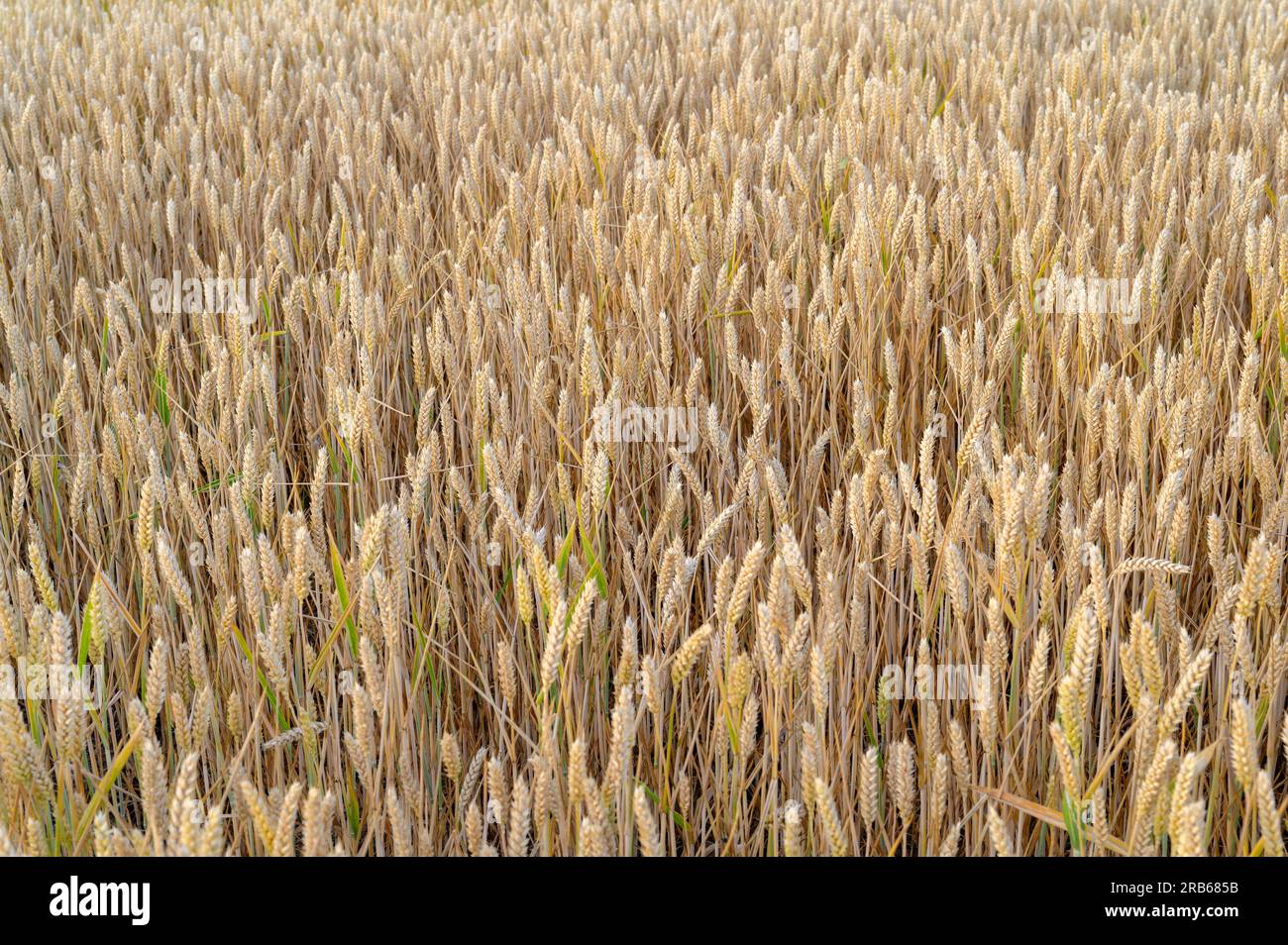 Frame filling shot of wheat and or rye field with a few green leaves ...