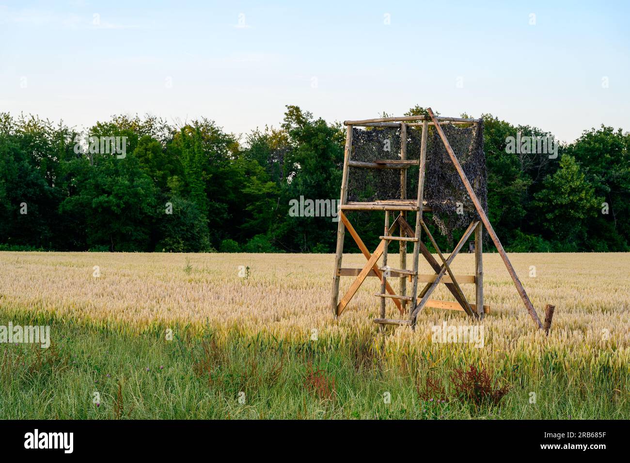A raised platform for hunting in a field of wheat is wrapped with ...
