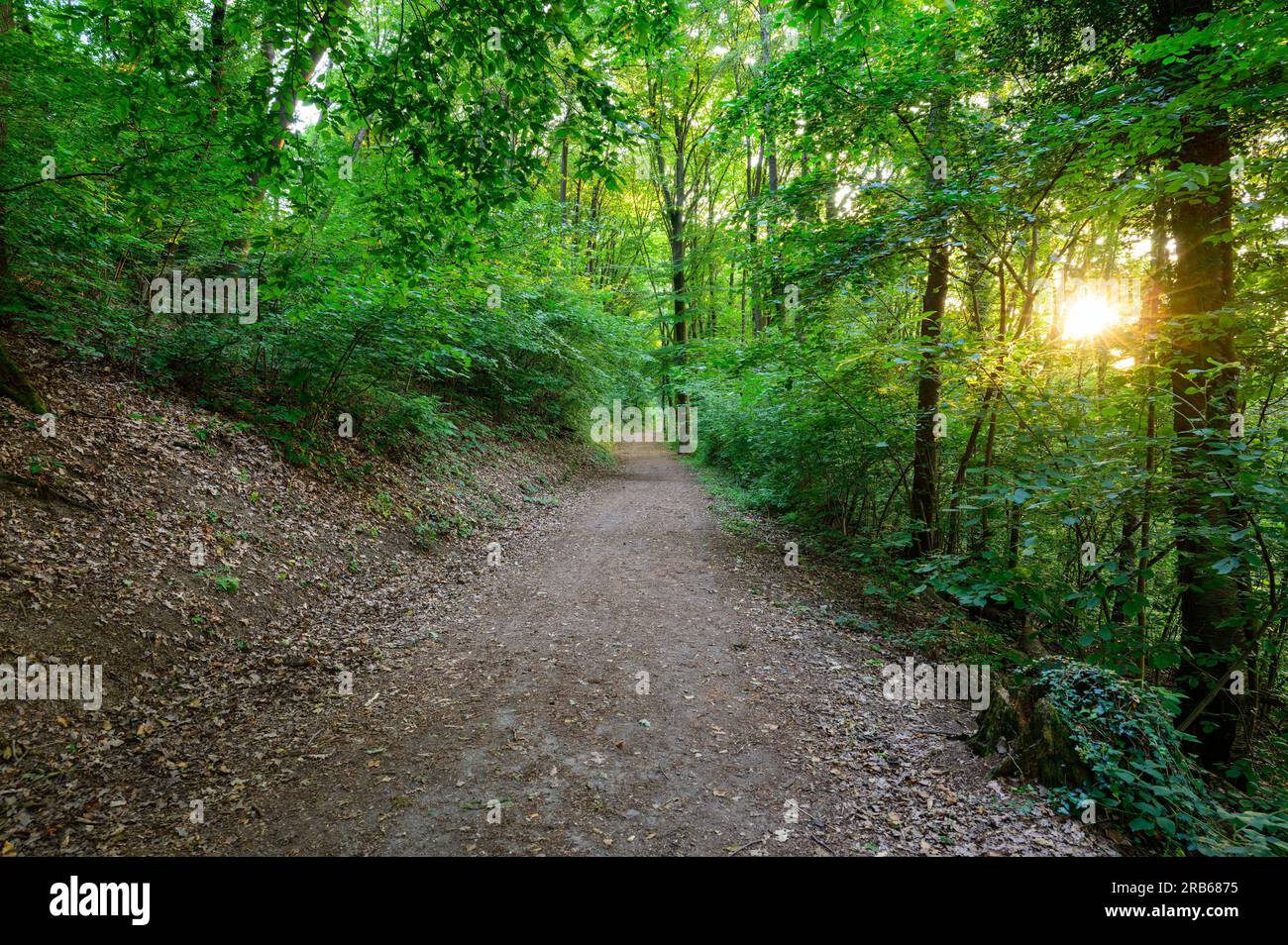 A forest path with leaves on the ground and green deciduous trees ...