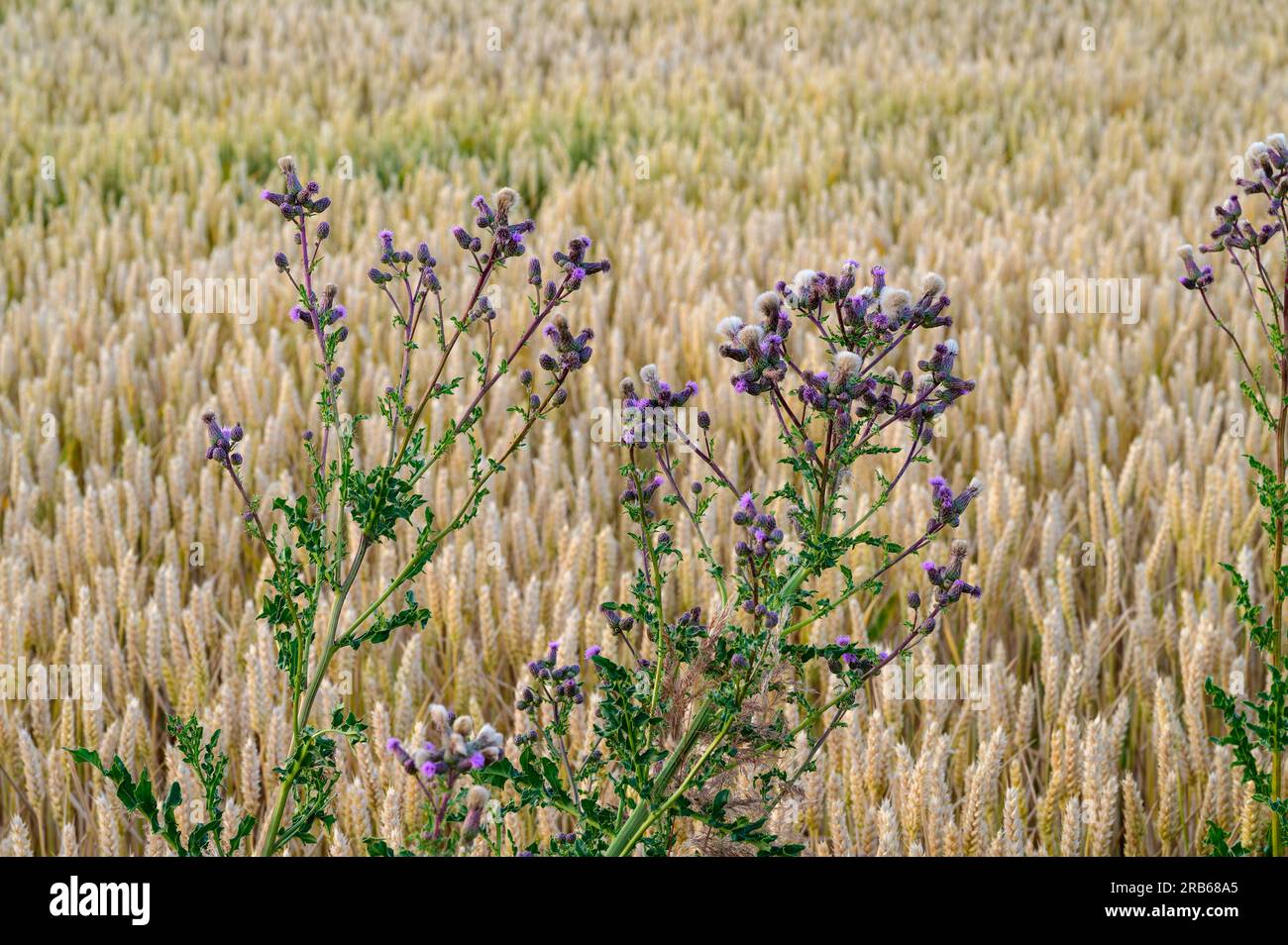 Field Of Purple Thistle