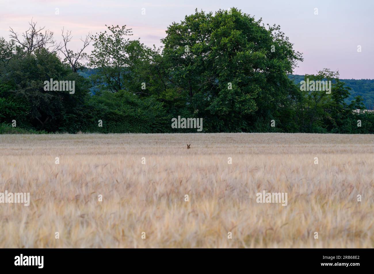 The head of a deer doe poking up through a field of wheat with a line ...