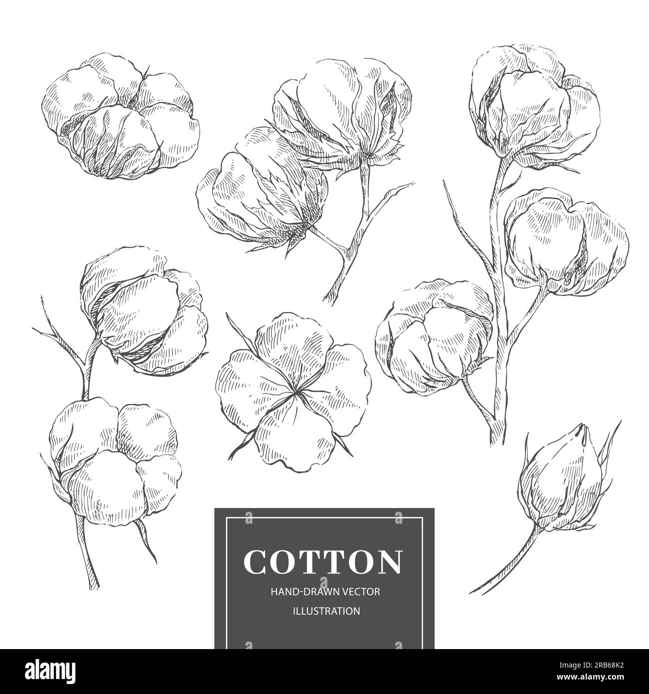 Cotton plant botanical drawing hi-res stock photography and images - Alamy