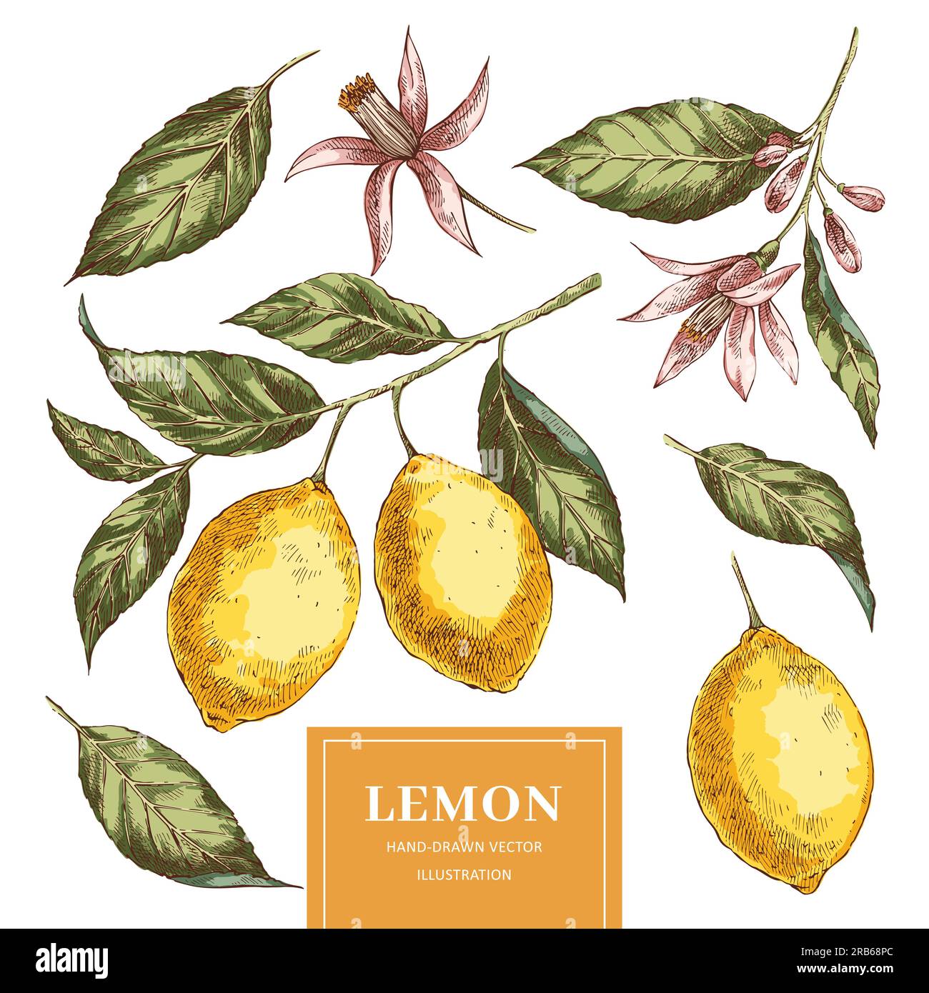 Botanical drawing citrus Stock Vector Images - Alamy