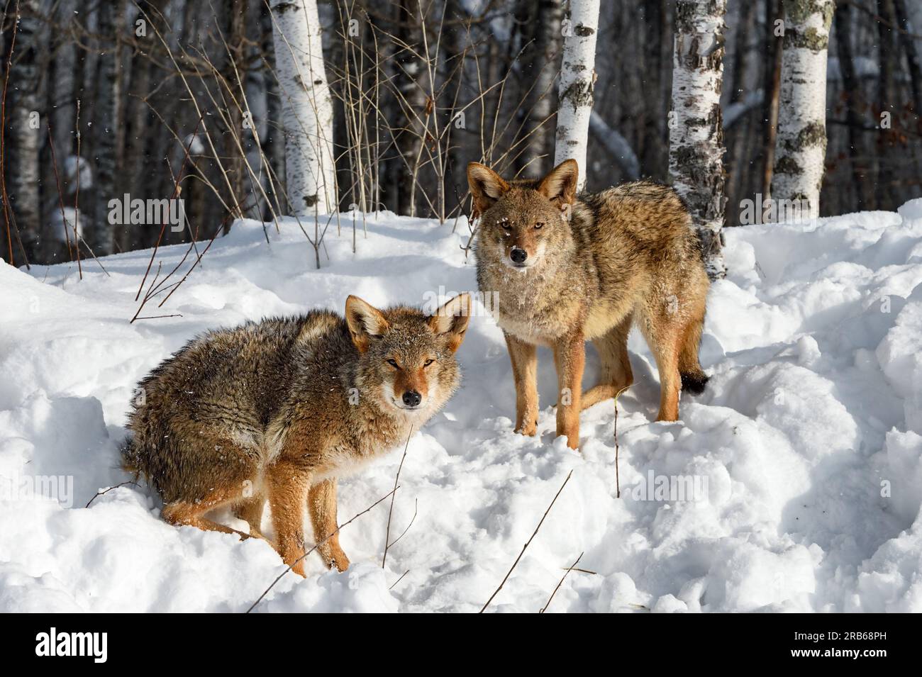 Coyotes (Canis latrans) Sit and Stand Looking Out From Forest Edge ...
