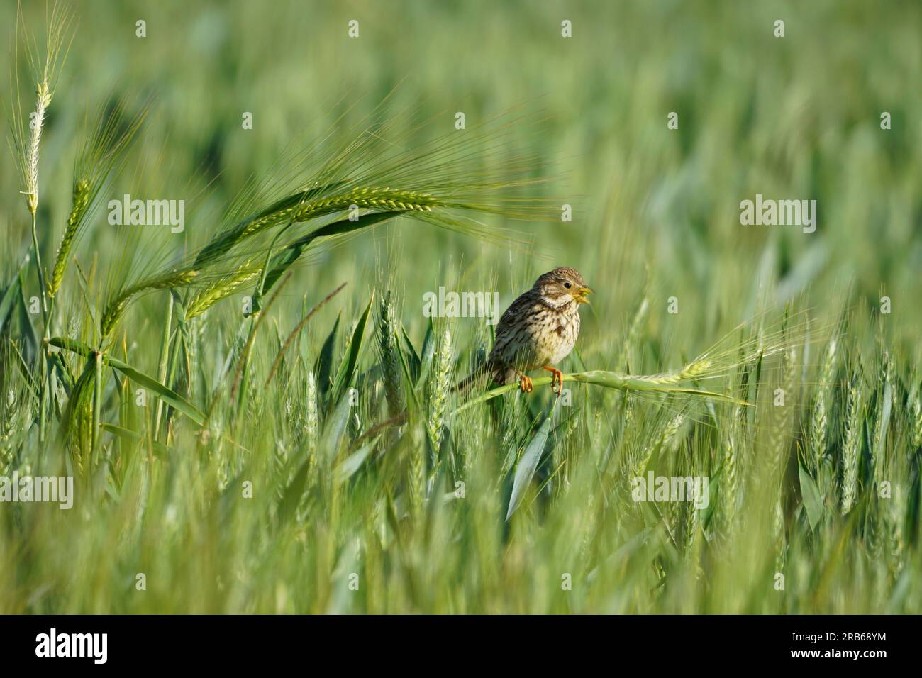 Fat bird of the barley hi-res stock photography and images - Alamy