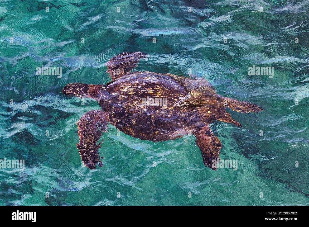 Green sea turtle swimming below very near the surface Stock Photo - Alamy