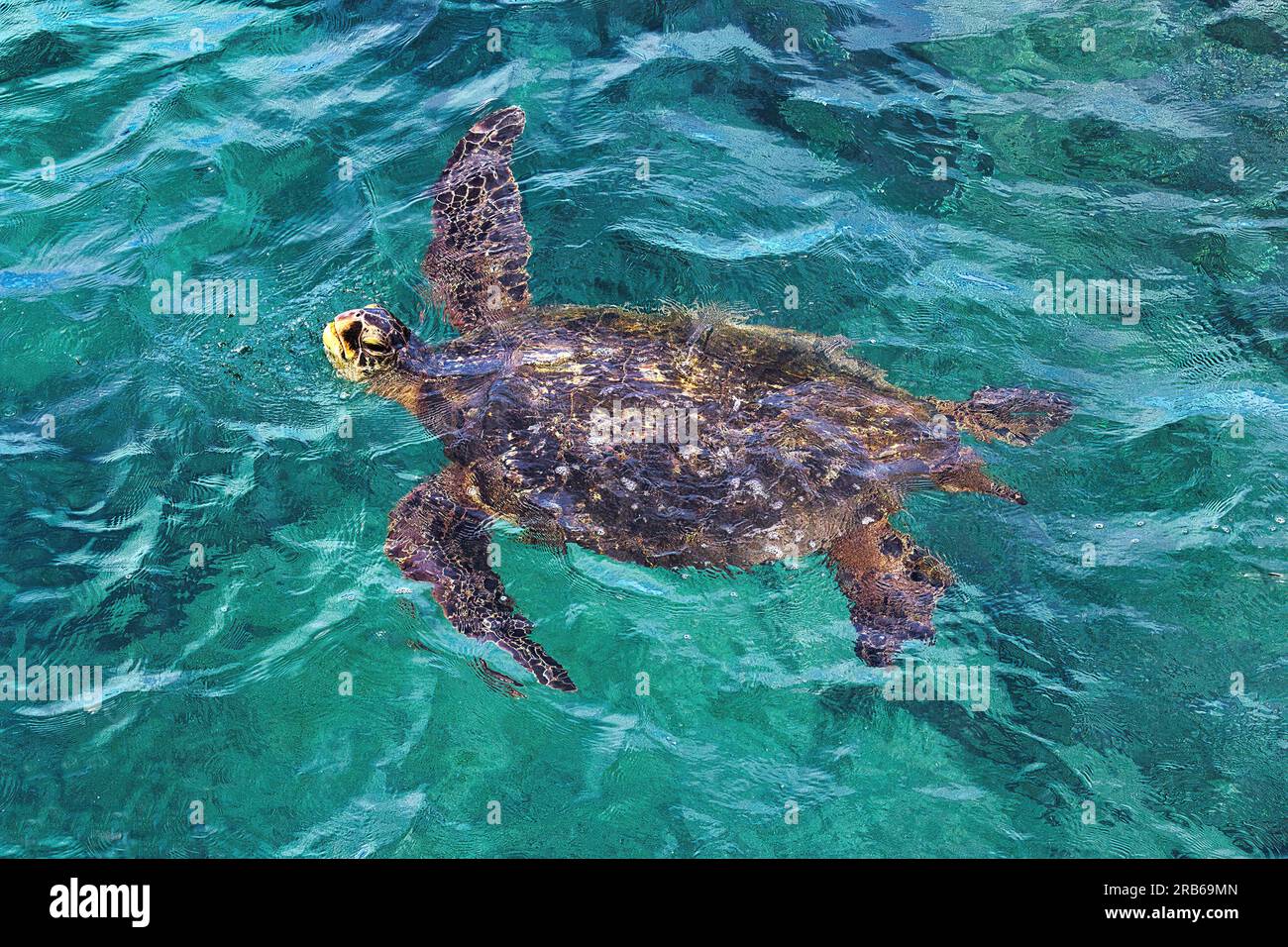 Large green sea turtle swimming at the surface of the ocean on maui ...