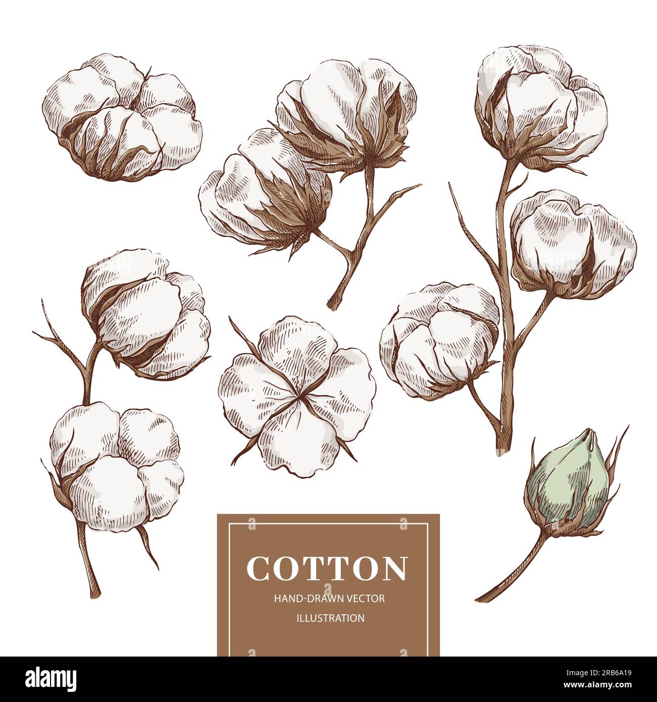 Cotton plant botanical drawing hi-res stock photography and images - Alamy