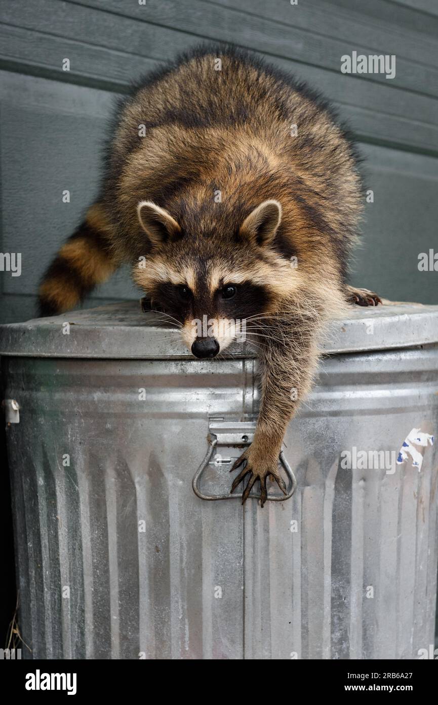 Raccoon (Procyon lotor) Reaches Down Grabbing Handle - captive animal ...