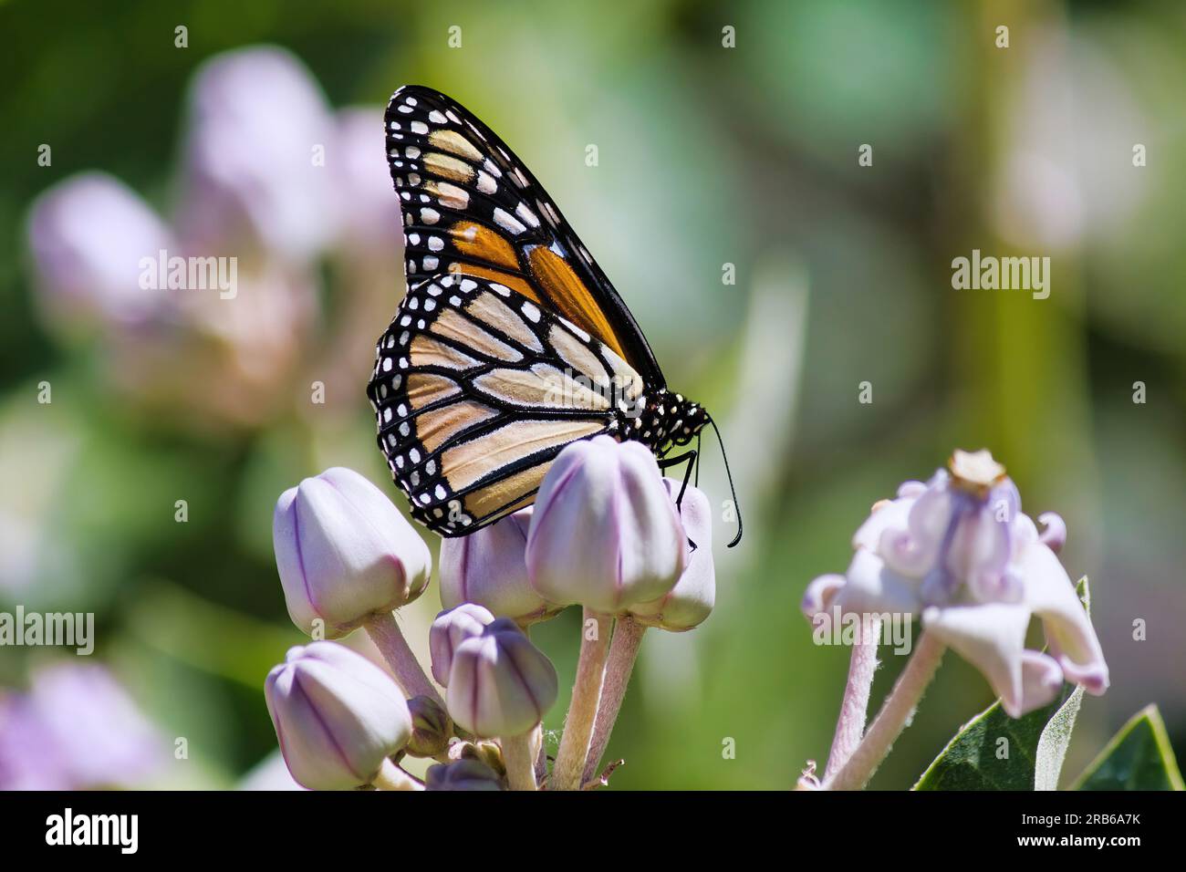 Side view of a monarch butterfly feeding on a crown flower milkweed ...