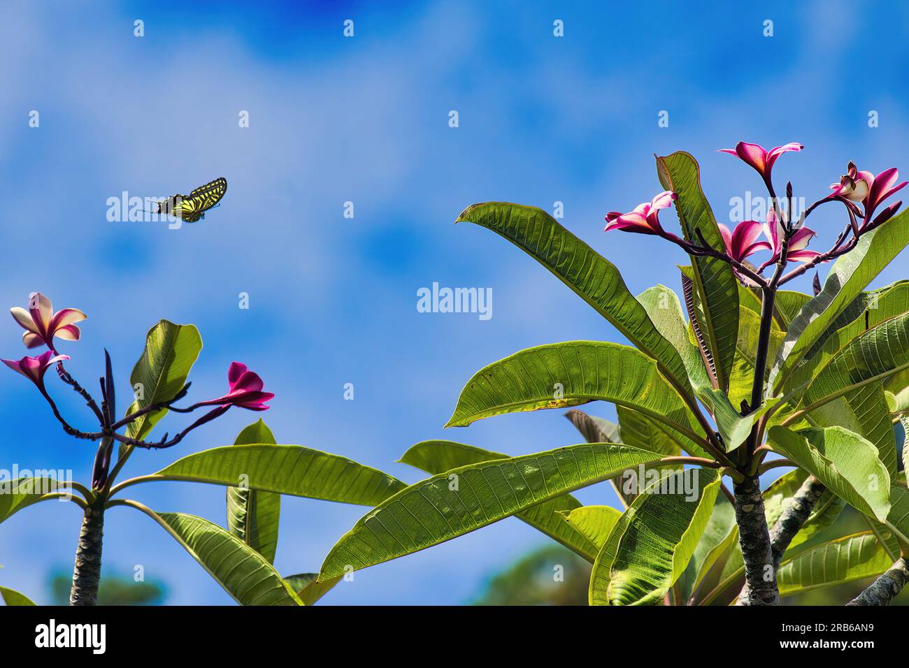 Brightly colored yellow swallowtail flying over a beautiful plumeria ...