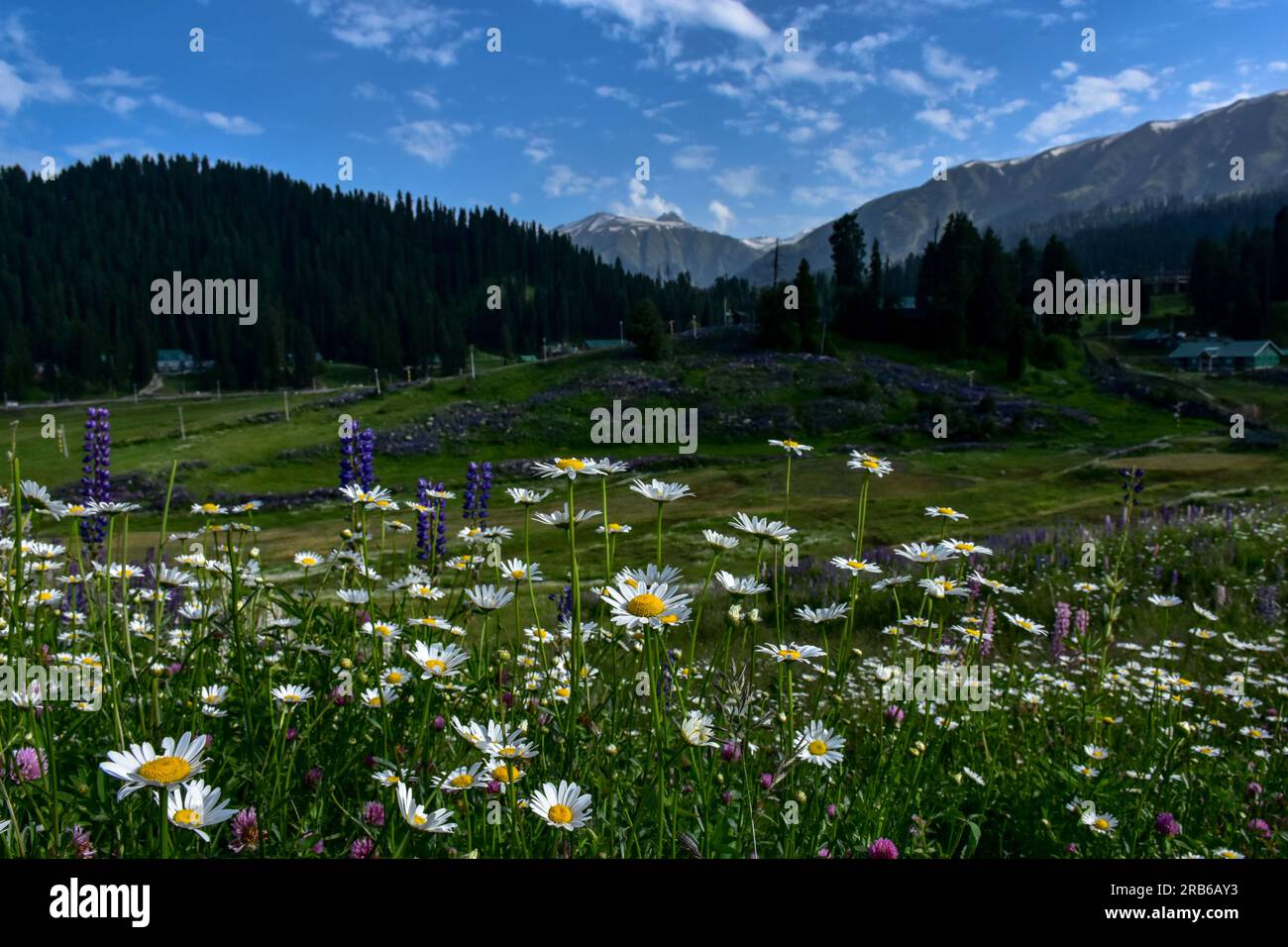 Gulmarg, India. 07th July, 2023. Bellis perennis flowers (common daisy ...