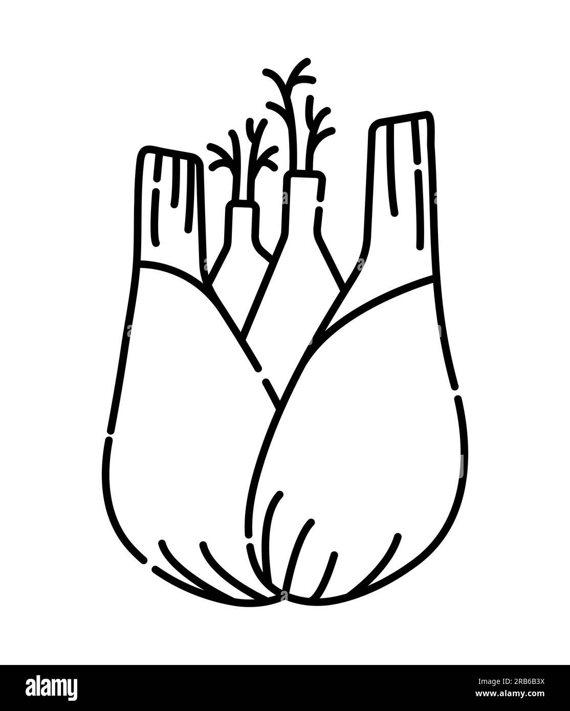 Fennel for cooking Black and White Stock Photos & Images - Alamy