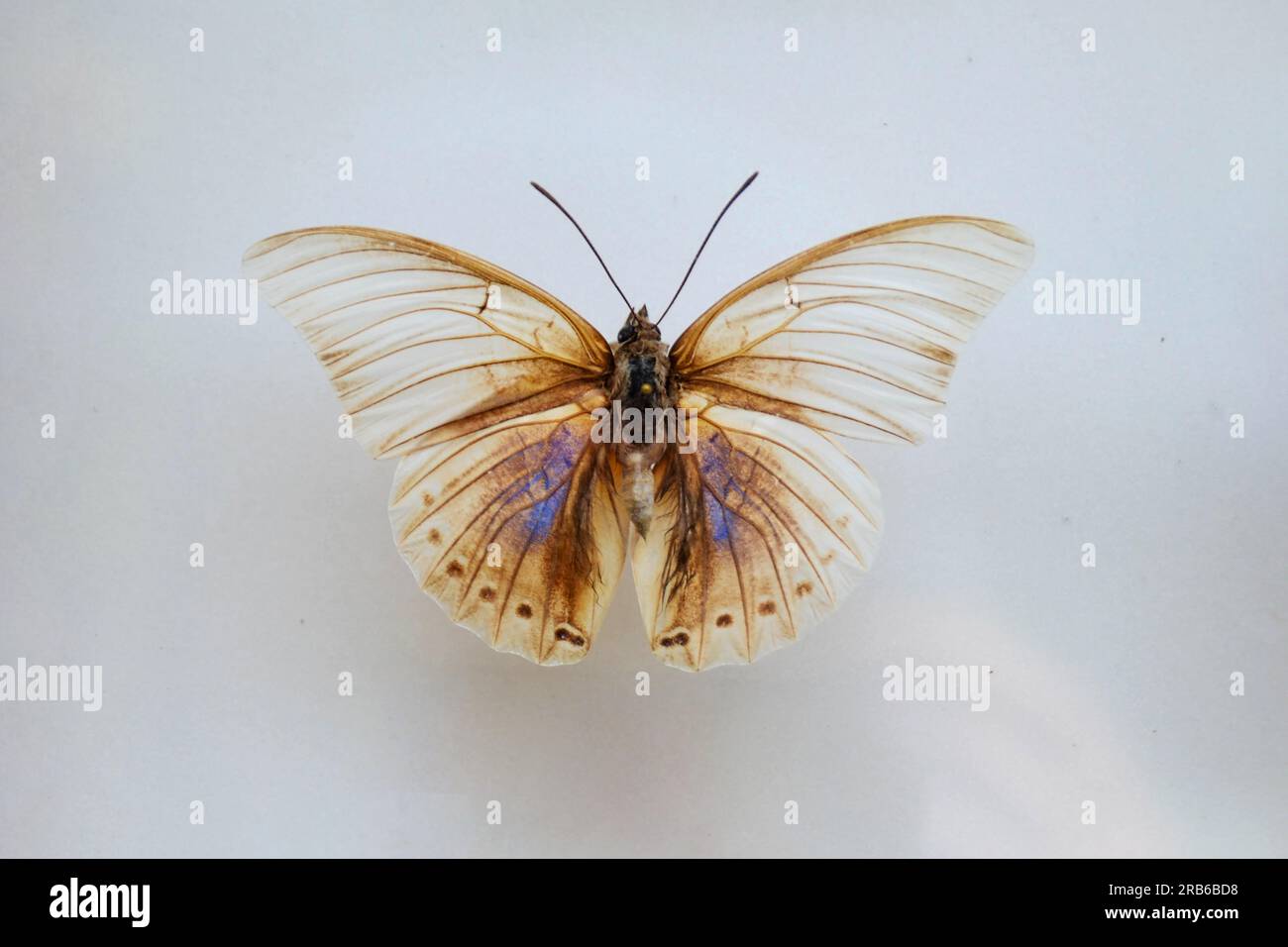 Exotic insects of the fauna of South America common in Central and ...