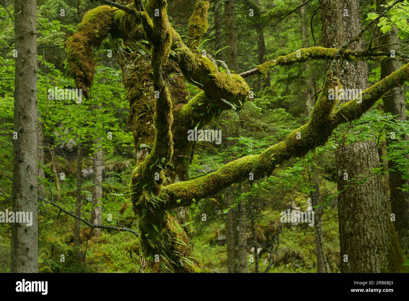 Gesäuse Nationalpark / Austria - Mountain wilderness in Hartelsgraben ...