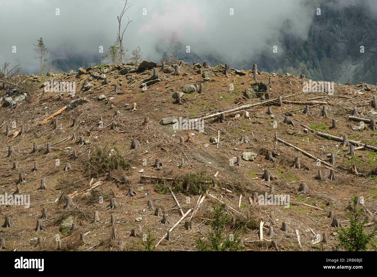 Tyrol / Austria - Collapsing protective forest in the Alps due to ...