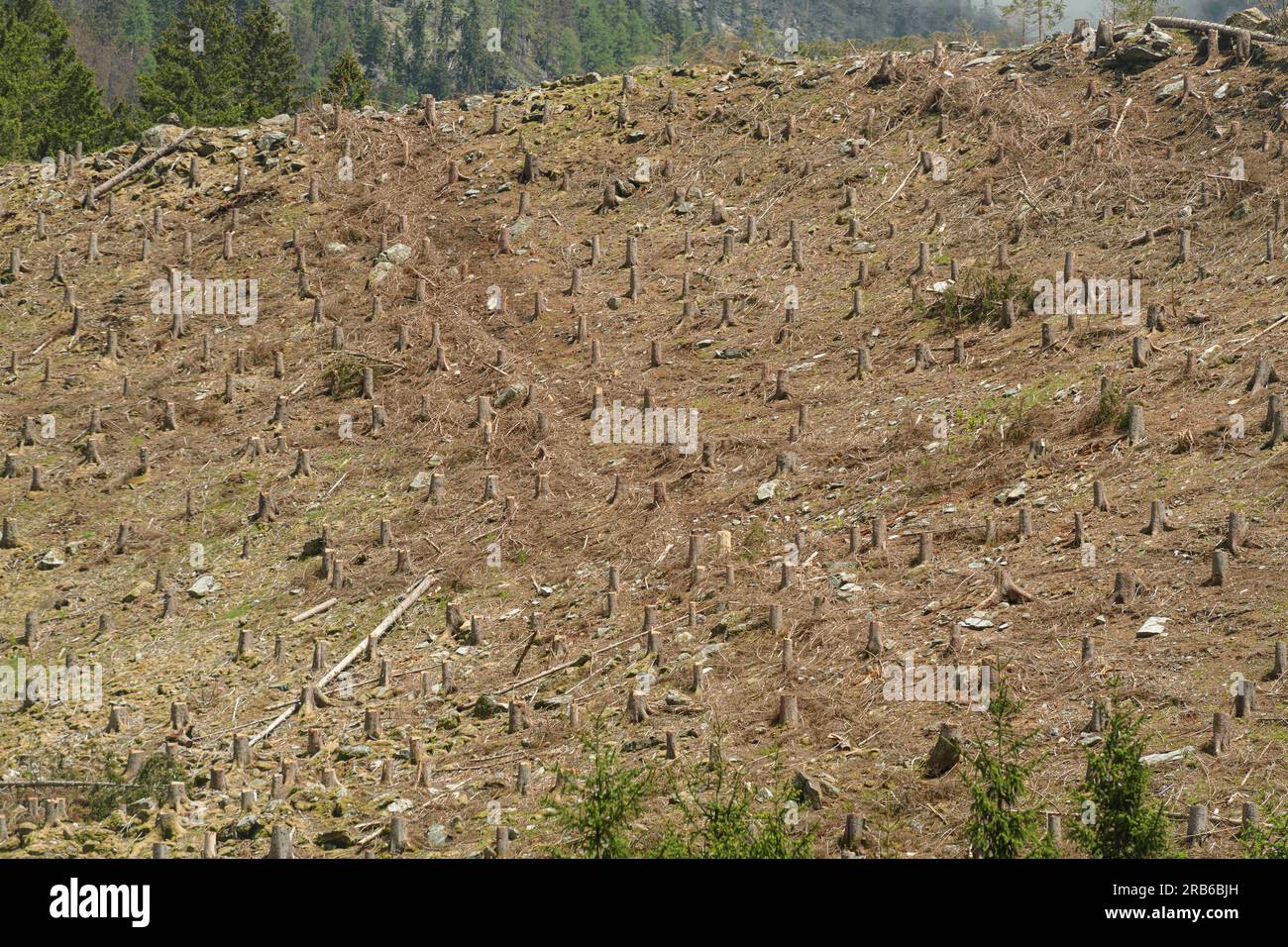 Tyrol / Austria - Collapsing protective forest in the Alps due to ...