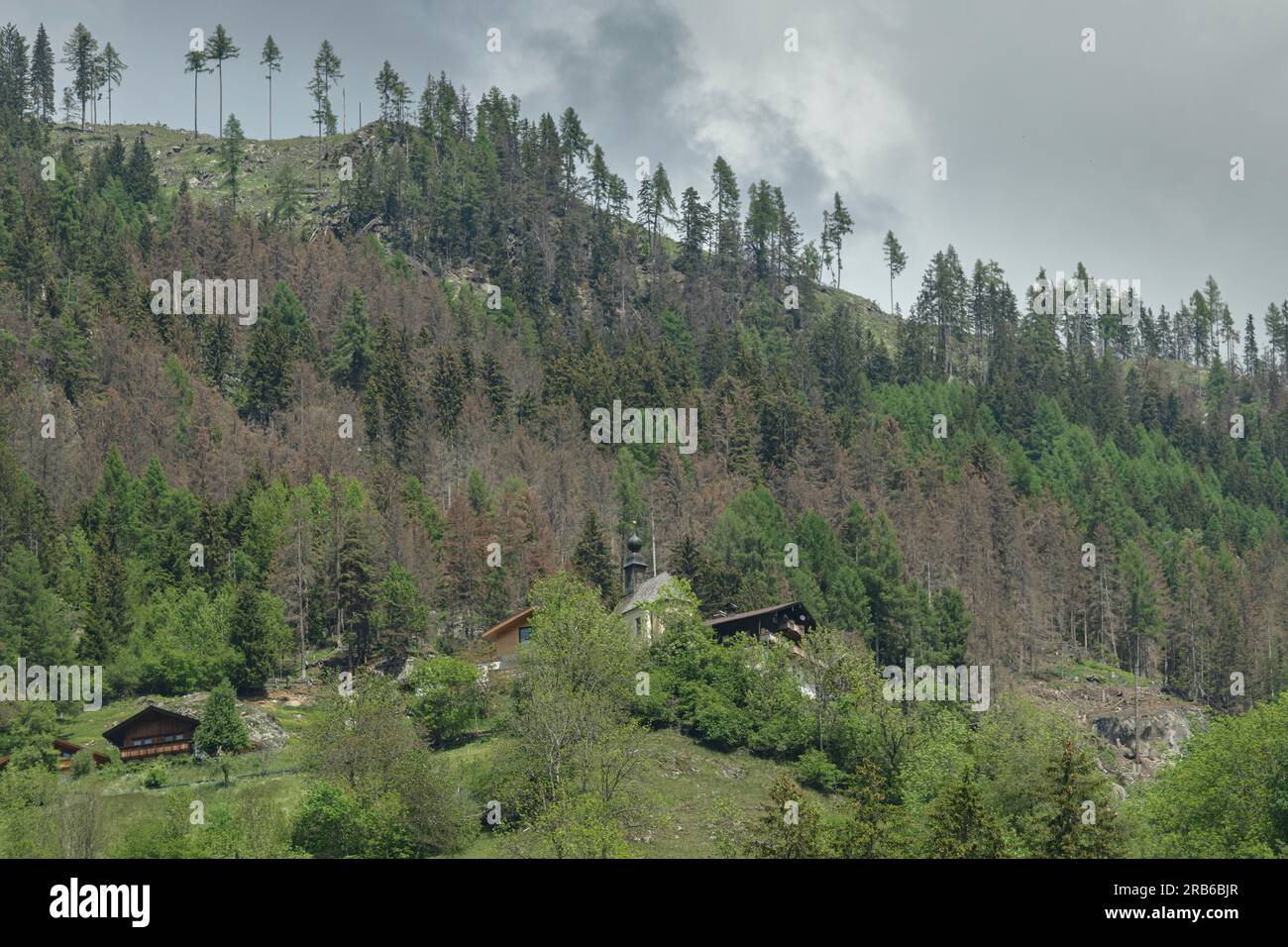 Tyrol / Austria - Collapsing protective forest in the Alps due to ...