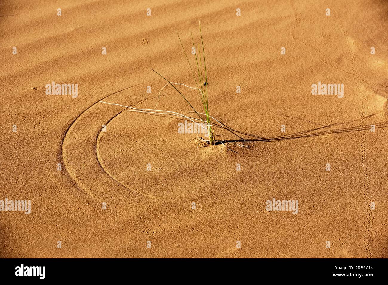 Background of rippling sand, grass blades, and shadow from Pink Coral ...