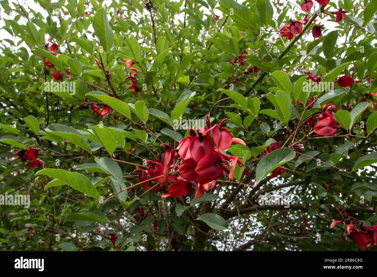 Erythrina crista-galli or cockspur coral tree branches with red flowers ...