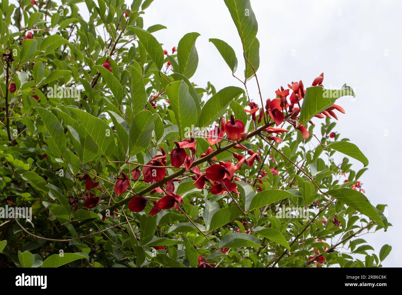 Erythrina crista-galli or cockspur coral tree raceme type inflorescence ...