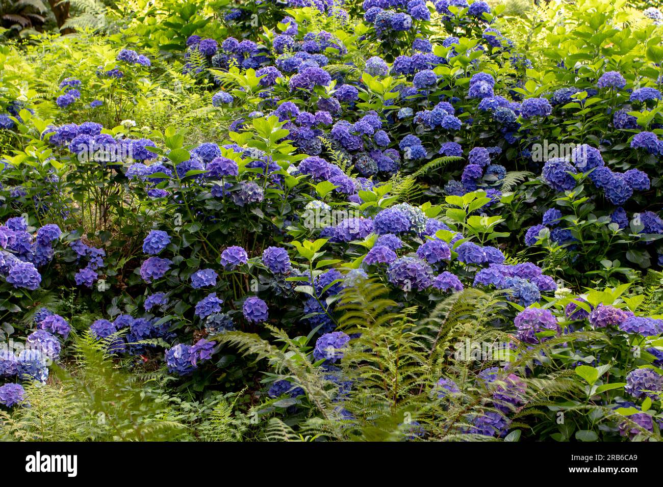 Dark blue hydrangea macrophylla flowering plants in the shady park ...