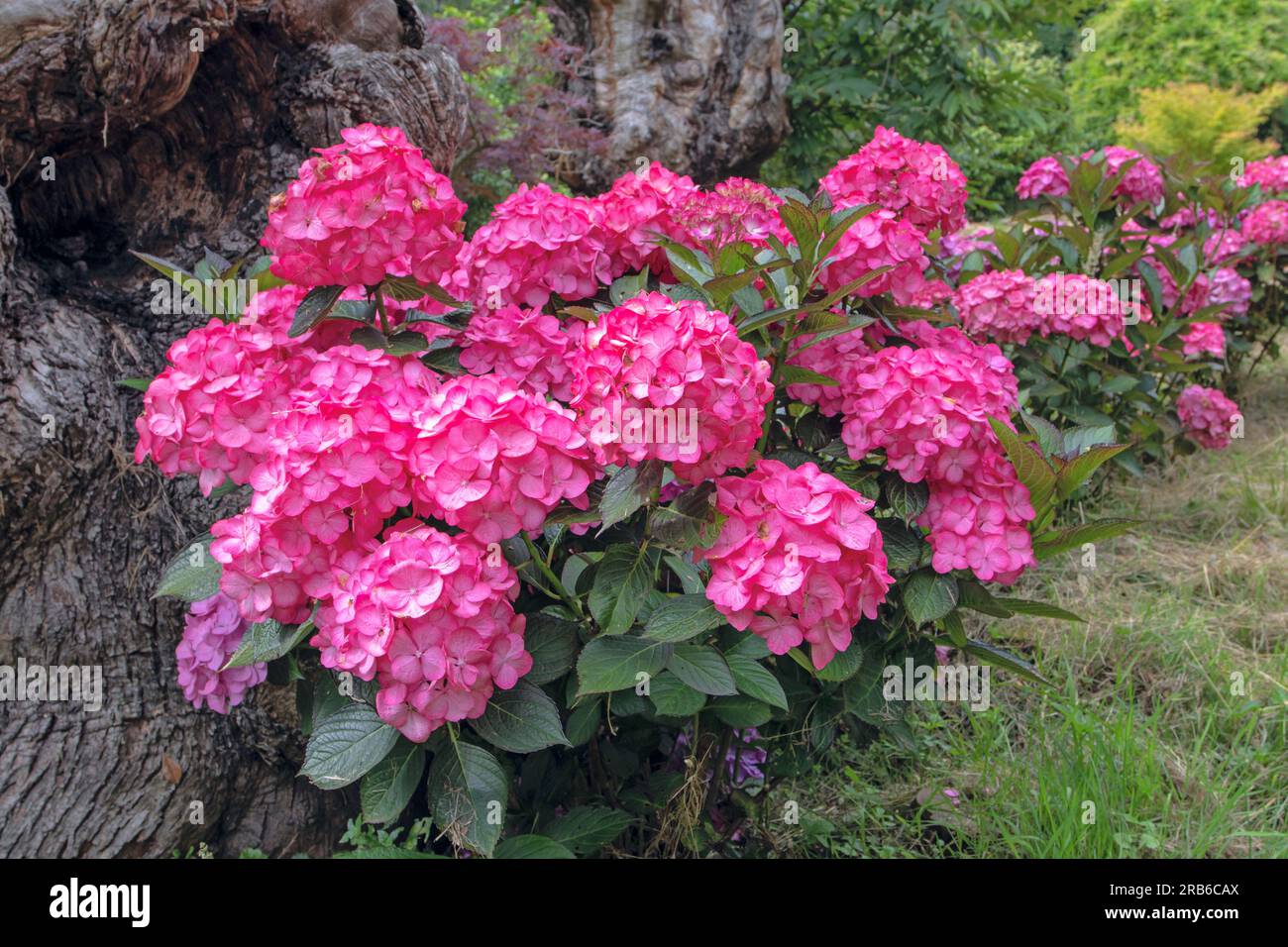 Bright pink hydrangea macrophylla flowering plants in the garden ...