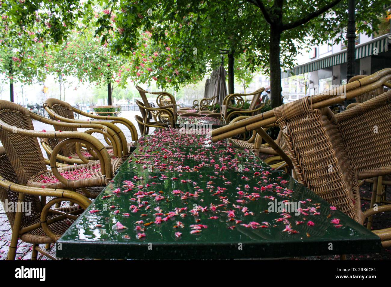 Wet cafe table during the rain with pink chestnut petals Stock Photo ...