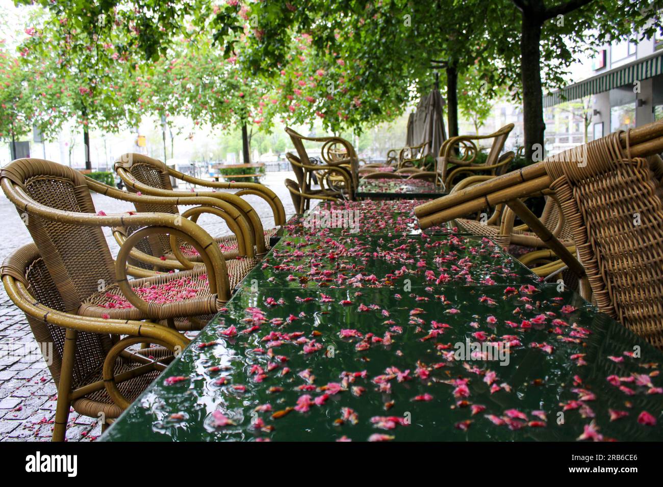 Wet cafe table during the rain with pink chestnut petals Stock Photo ...