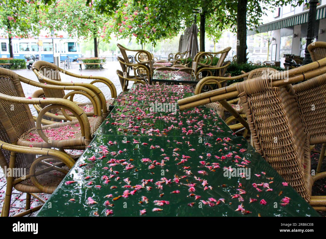 Wet cafe table during the rain with pink chestnut petals Stock Photo ...