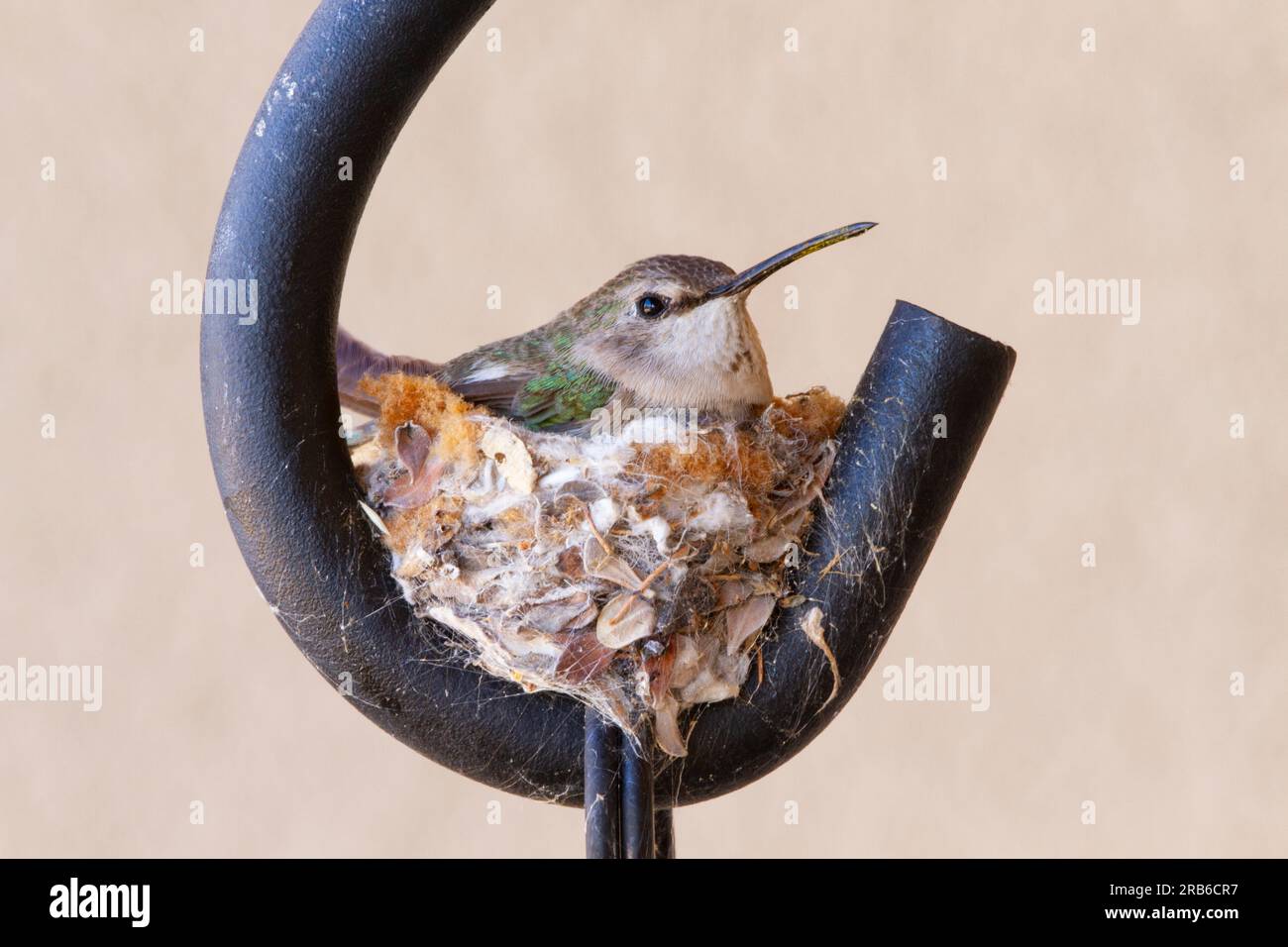 Broad billed hummingbird makes tiny nest on planting pot hook on home ...