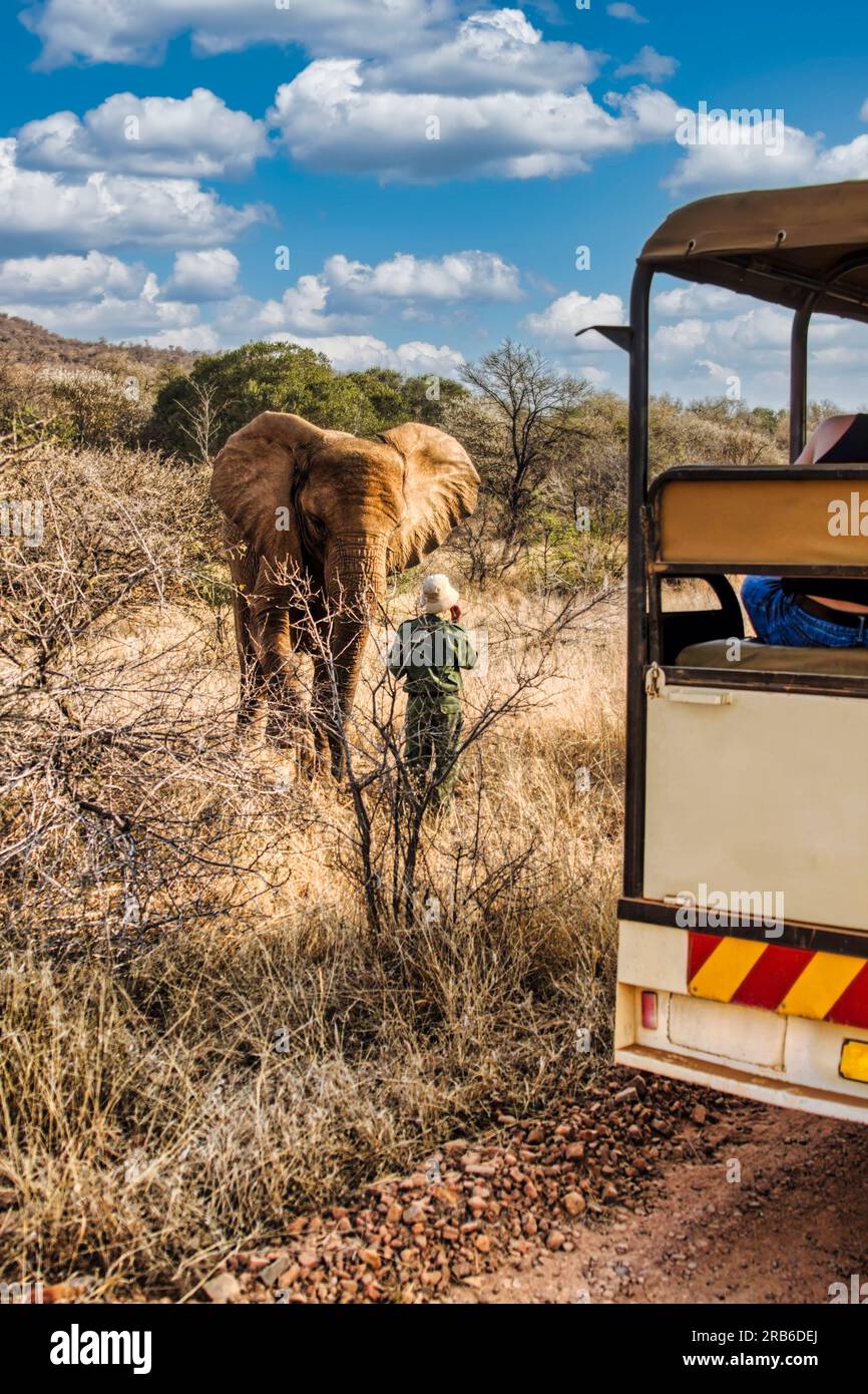 tourists in a 4x4 safari watching an african elephant in the bush Stock ...