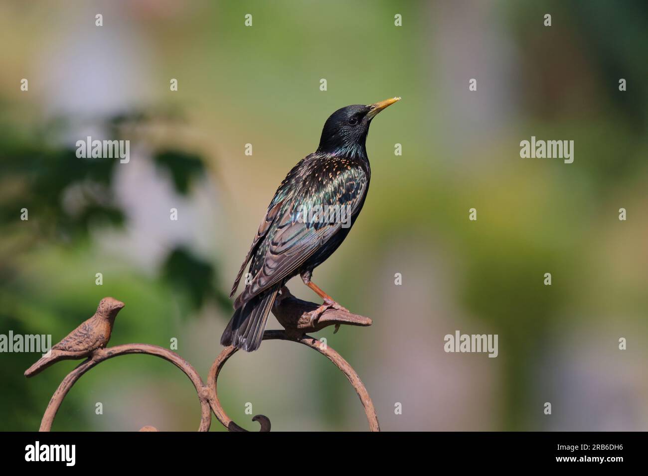 Gemeiner Star / Common starling / Sturnus vulgaris Stock Photo - Alamy