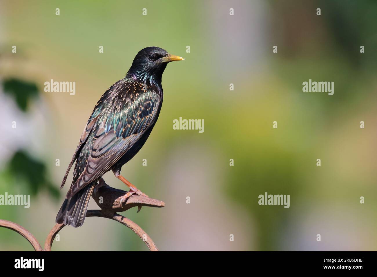 Gemeiner Star / Common starling / Sturnus vulgaris Stock Photo - Alamy