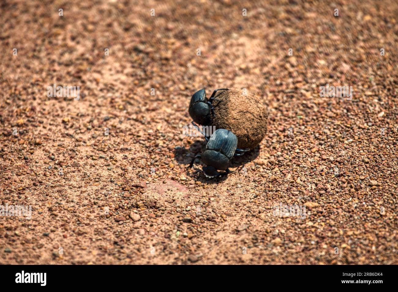 two dung beetle pushing a ball of elephant dung on the sandy ground ...