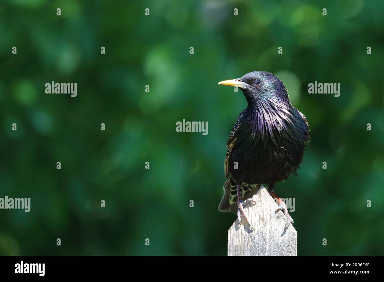 Gemeiner Star / Common starling / Sturnus vulgaris Stock Photo - Alamy